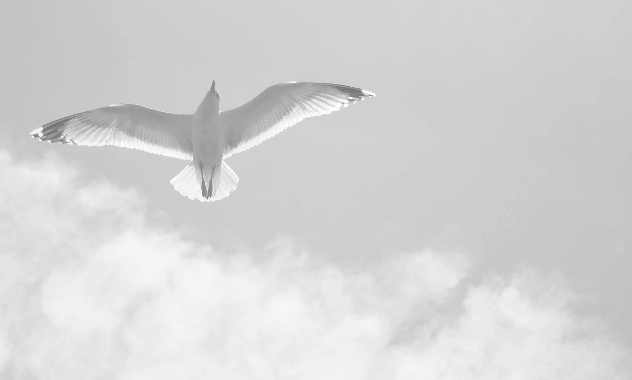 Lead Generation Services | Flock to the Nest | Flip the Bird